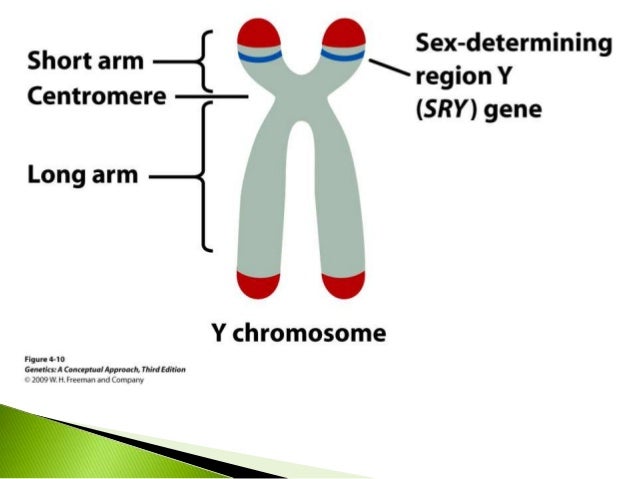 Human y chromosome