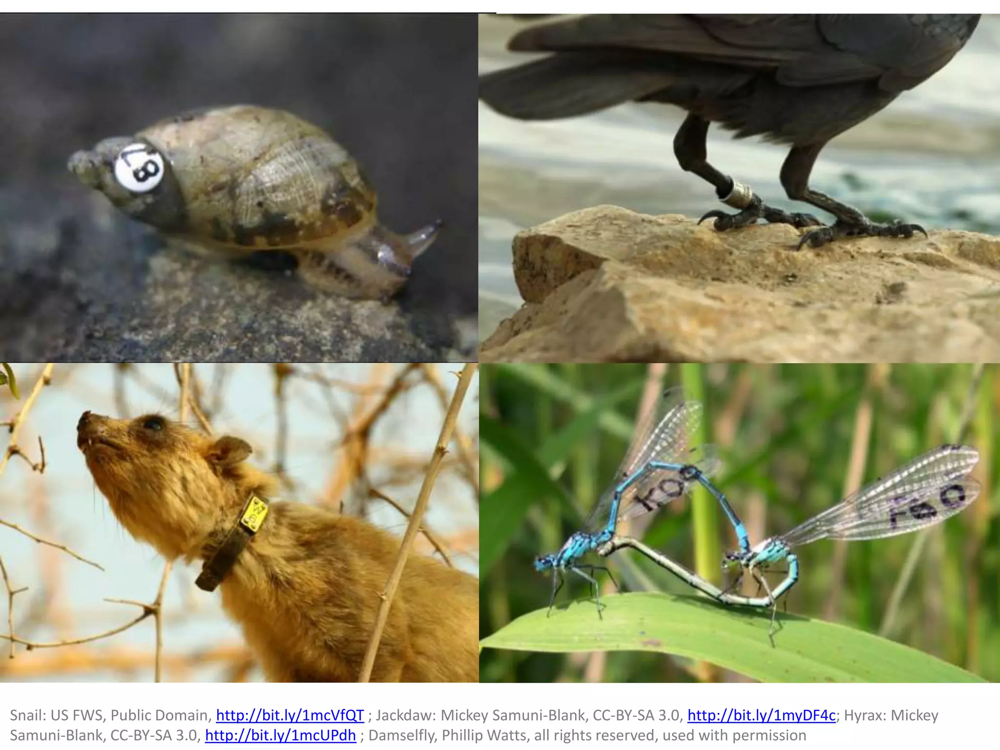 Capture-mark-recapture (CMR) as a method for species monitoring at a ...