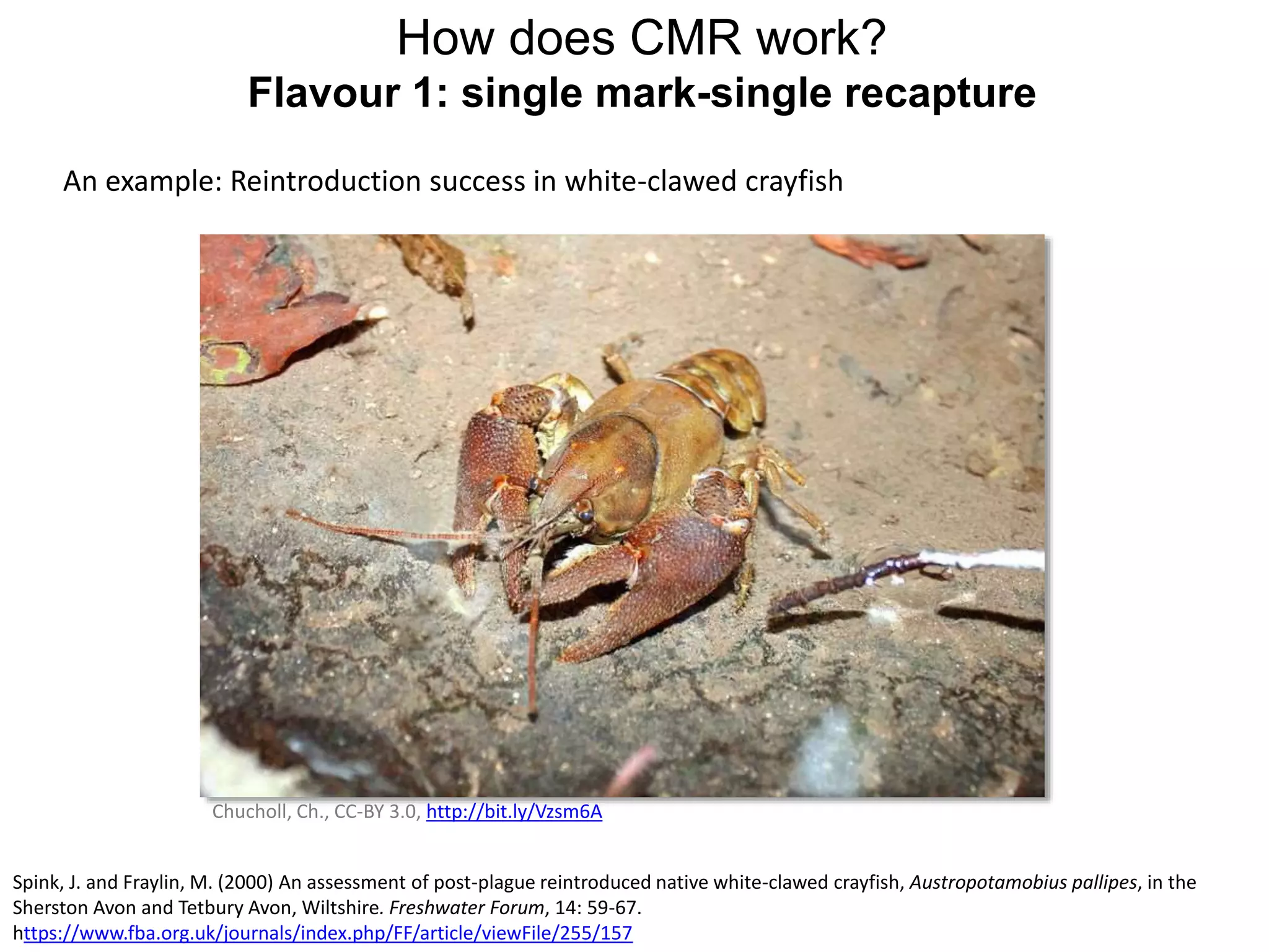 Capture Mark Recapture Cmr As A Method For Species Monitoring At A