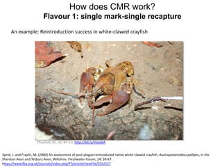 Capture-mark-recapture (CMR) as a method for species monitoring at a ...