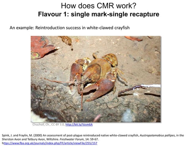 Capture Mark Recapture Cmr As A Method For Species Monitoring At A Landscape Scale Ppt