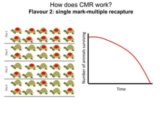 Capture-mark-recapture (CMR) as a method for species monitoring at a ...
