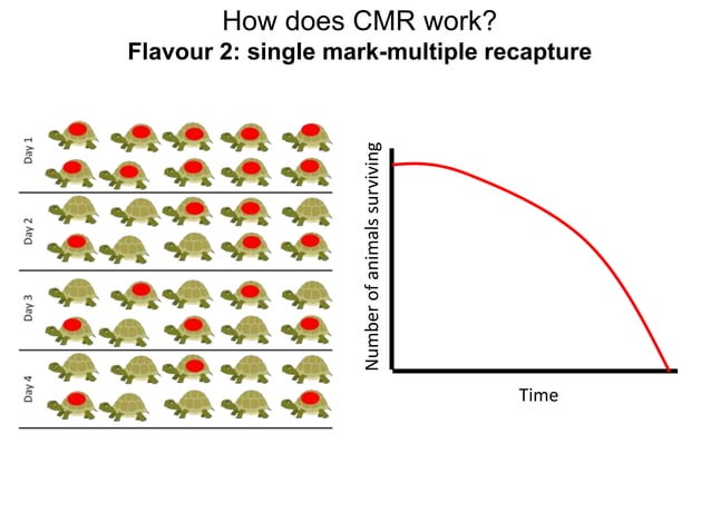 Capture-mark-recapture (CMR) as a method for species monitoring at a ...