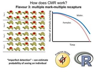 Capture-mark-recapture (CMR) as a method for species monitoring at a ...