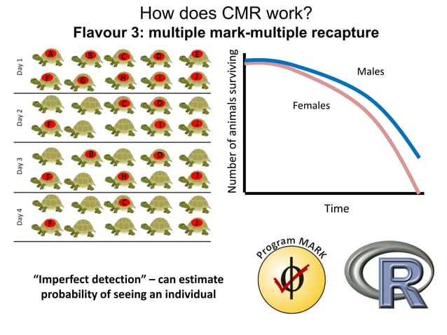 Capture-mark-recapture (CMR) as a method for species monitoring at a ...
