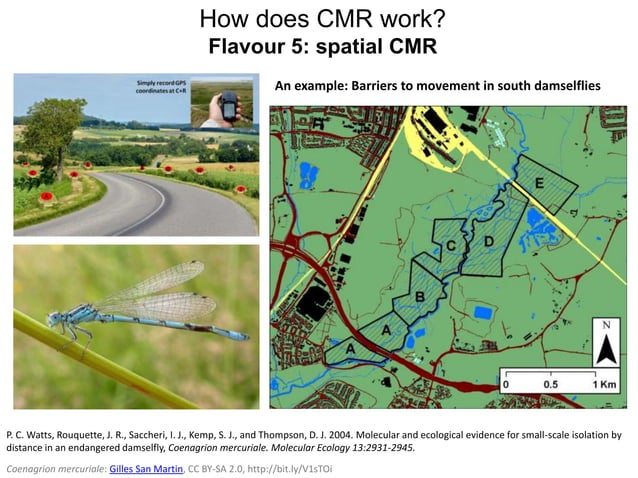 Capture Mark Recapture Cmr As A Method For Species Monitoring At A