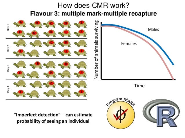 Capture-mark-recapture (CMR) as a method for species monitoring at a