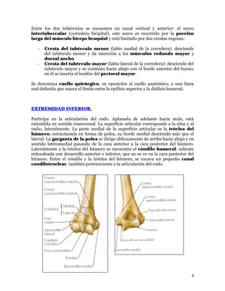 Humero | PDF