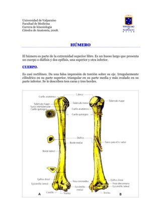 Humero | PDF