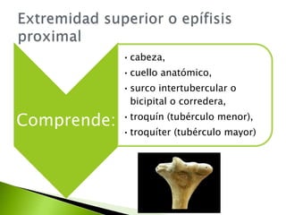 Humero | PPTX