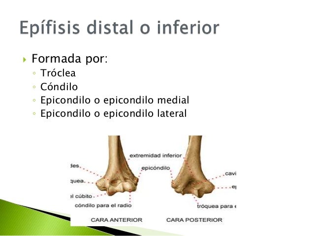 Fossa Coronoidea Omero Florence