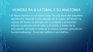 Humero.pptx