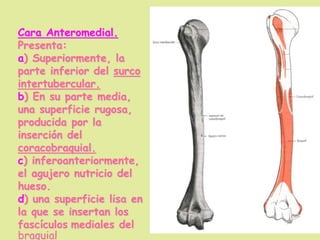Húmero ppt | PPT