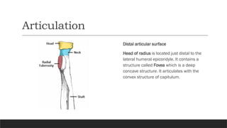 Humeroradial and Humeroulnar joints.pptx