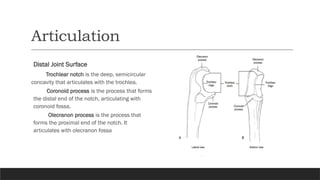 Humeroradial and Humeroulnar joints.pptx