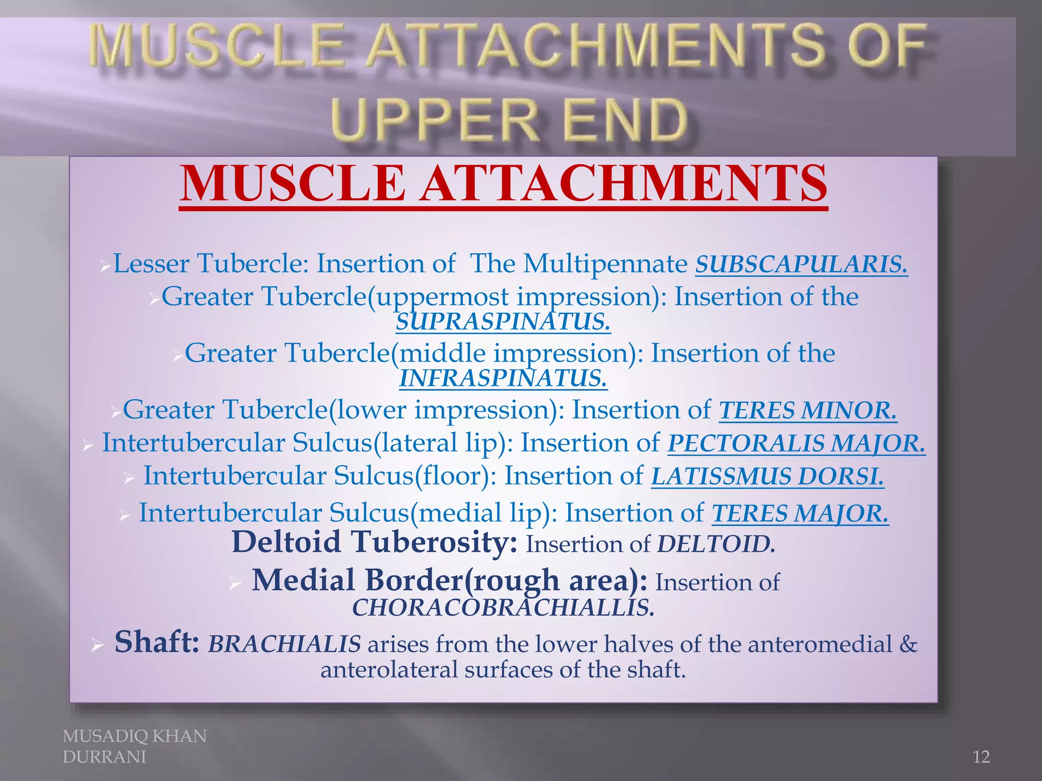 Humerus Bone and attachments | PPTX