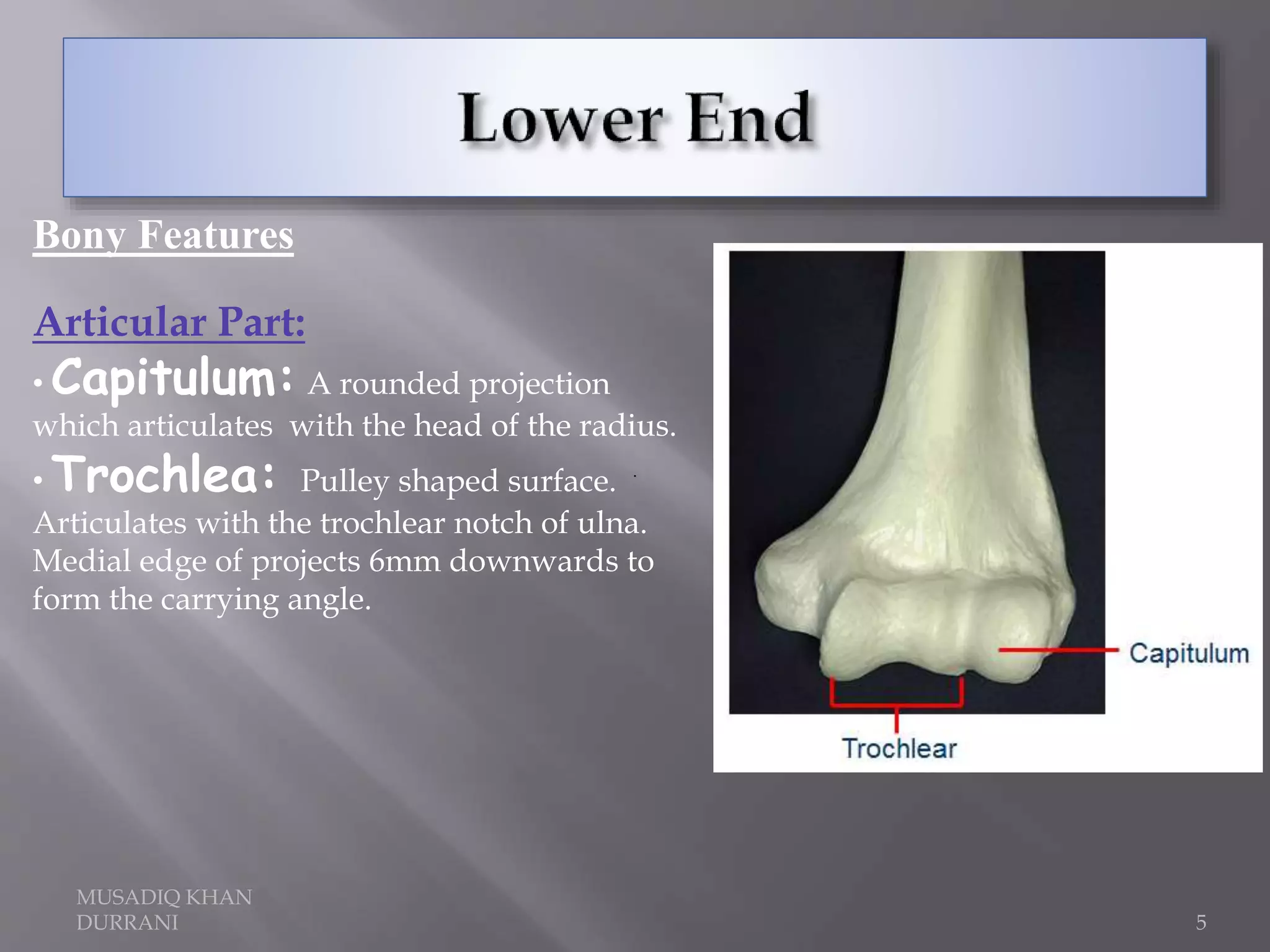 Humerus Bone and attachments | PPTX