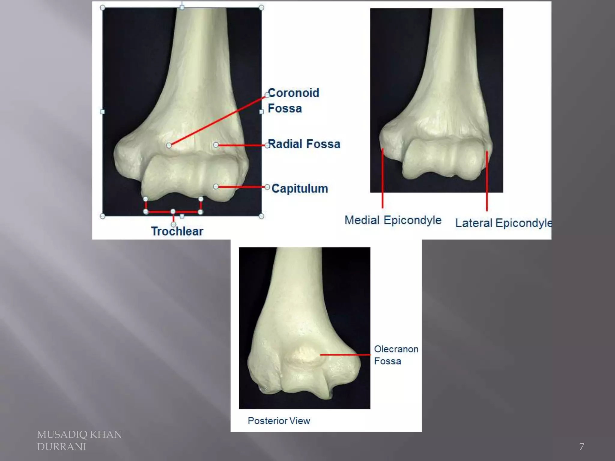 Humerus Bone and attachments | PPTX