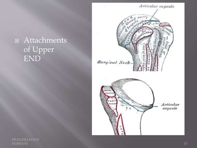 Humerus Bone and attachments | PPTX | Death, Injury, or Military ...