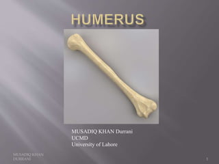Real Humerus Bone