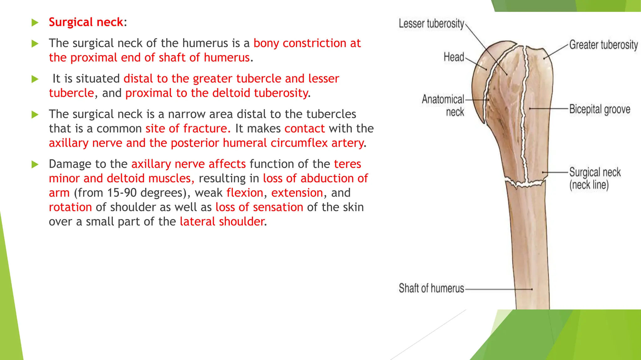 Humerus bone anatomy pptx Upperlimb 12345 | PDF