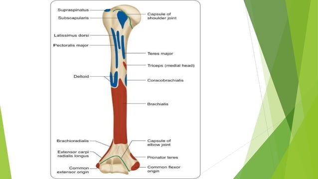 Humerus bone anatomy pptx Upperlimb 12345 | PPT