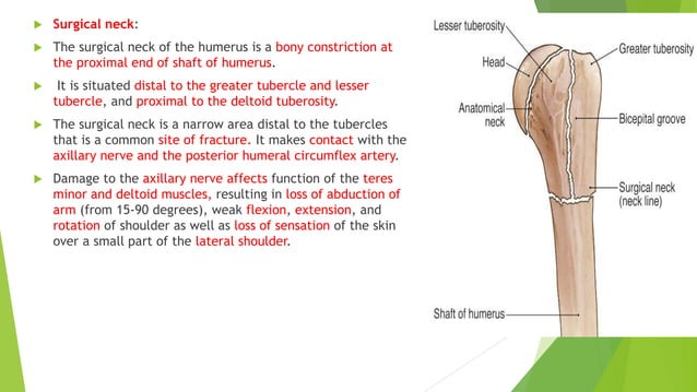 Humerus bone anatomy pptx Upperlimb 12345 | PDF