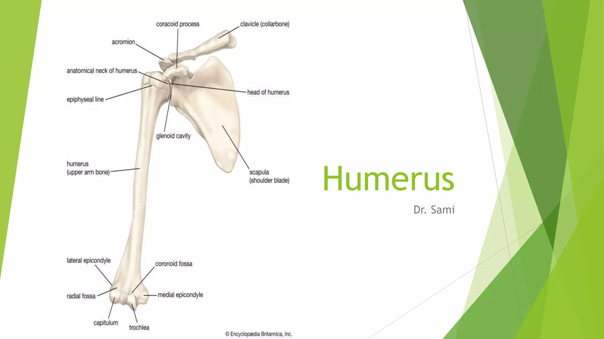 Anatomy of Humerus | PPTX