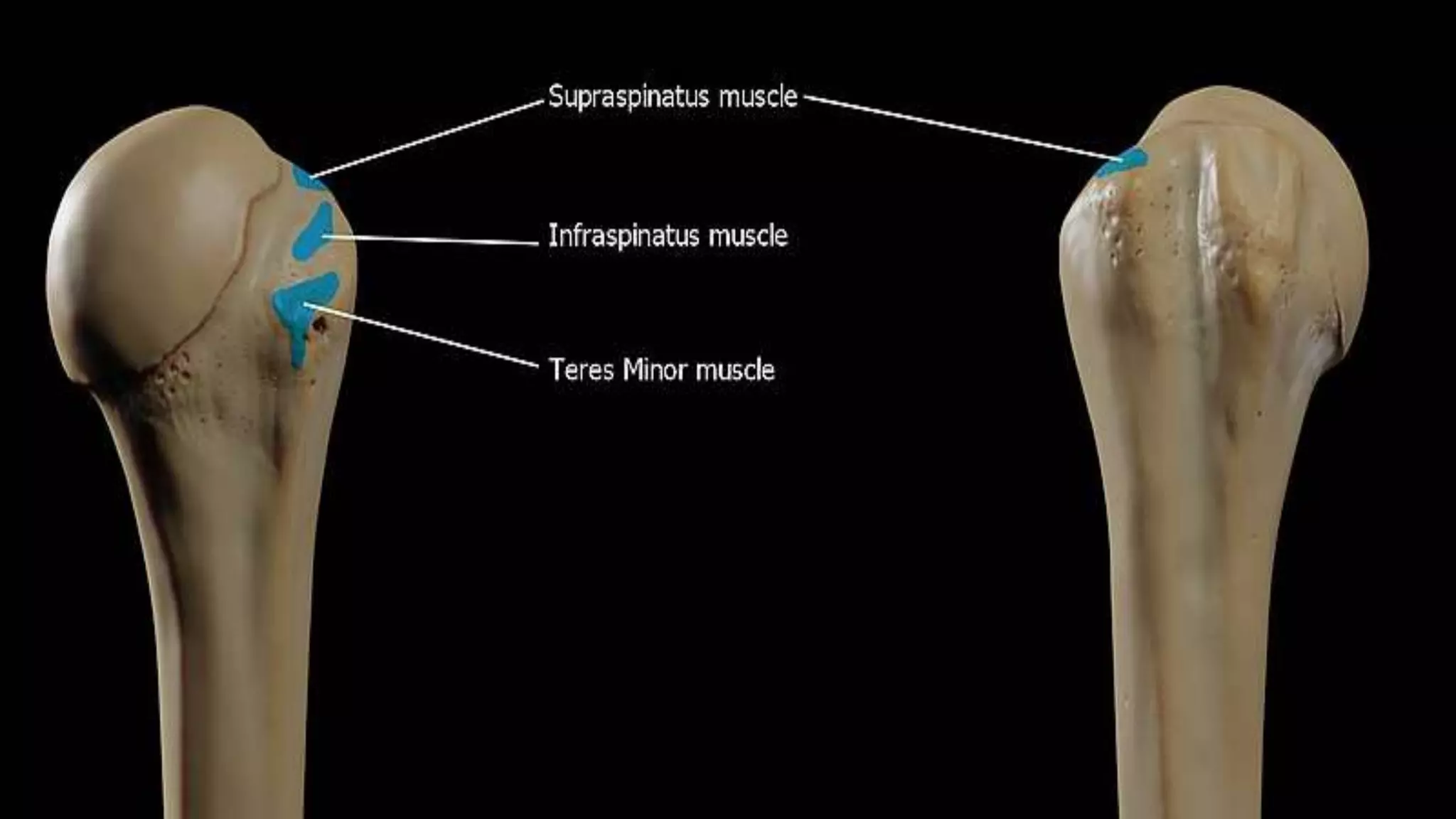 Anatomy of Humerus | PPTX