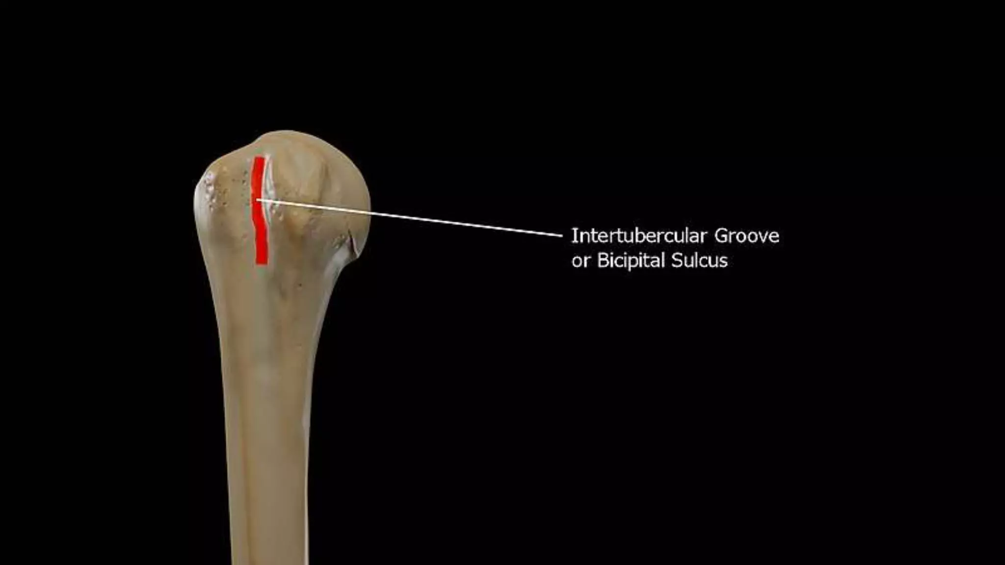 Anatomy of Humerus | PPTX