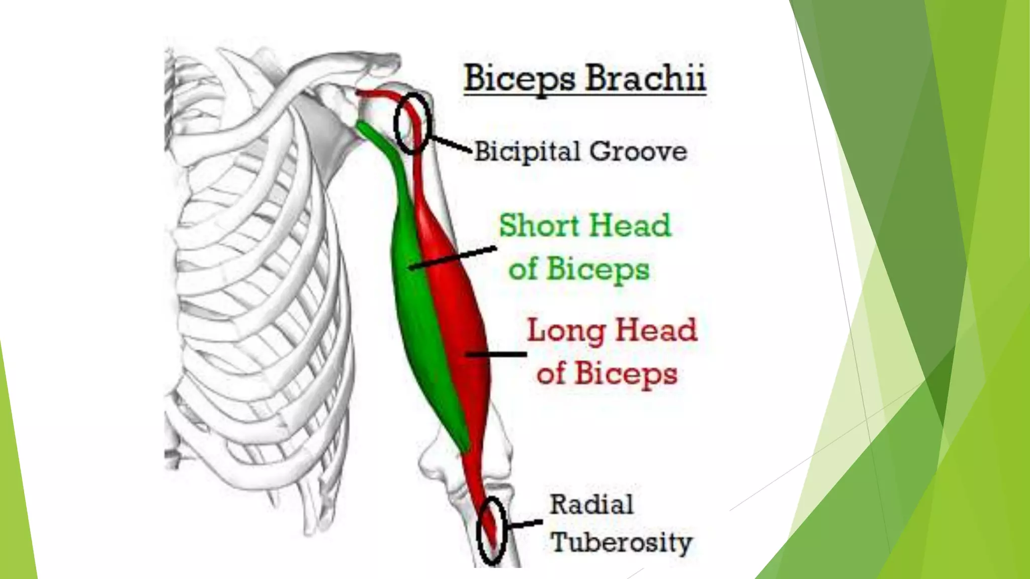 Anatomy of Humerus | PPTX