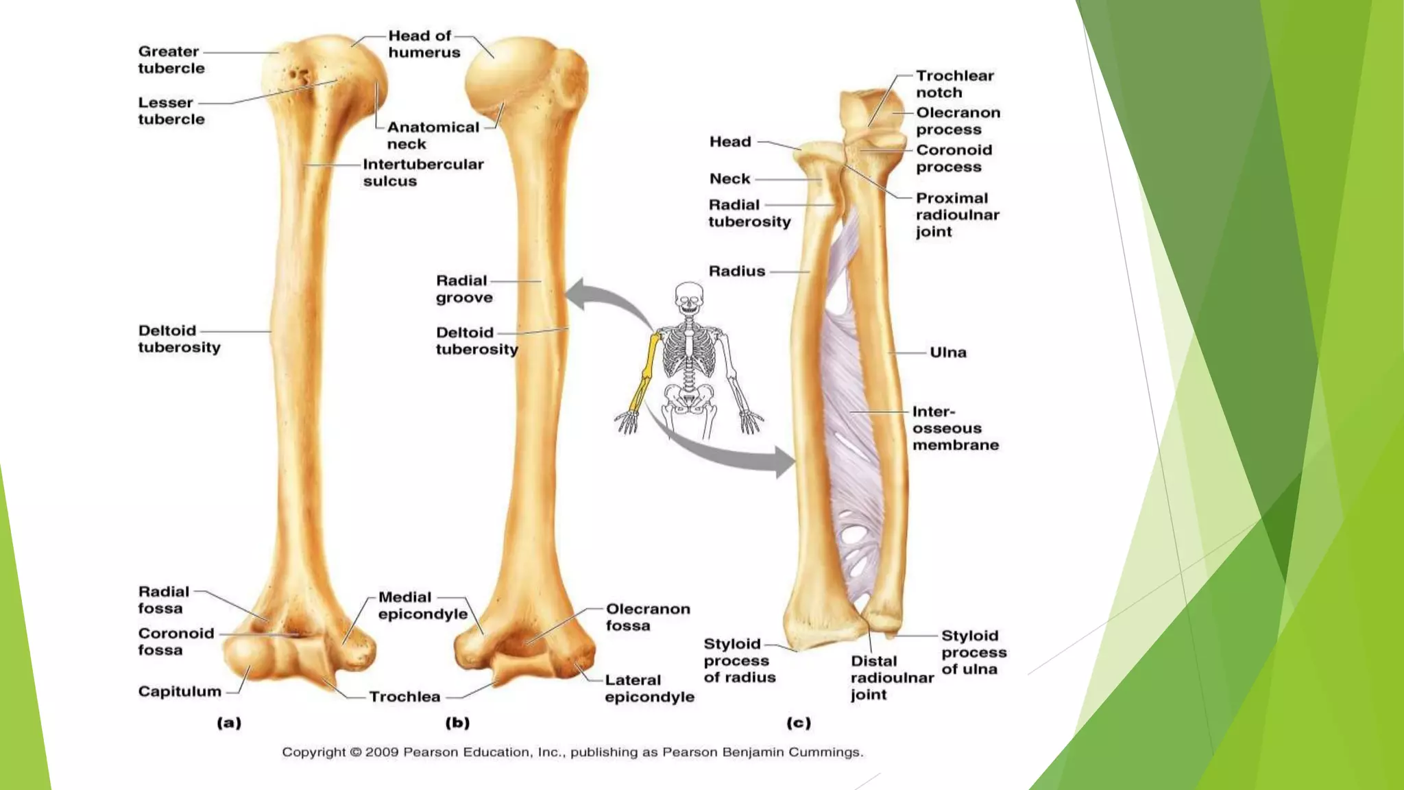 Anatomy of Humerus | PPTX