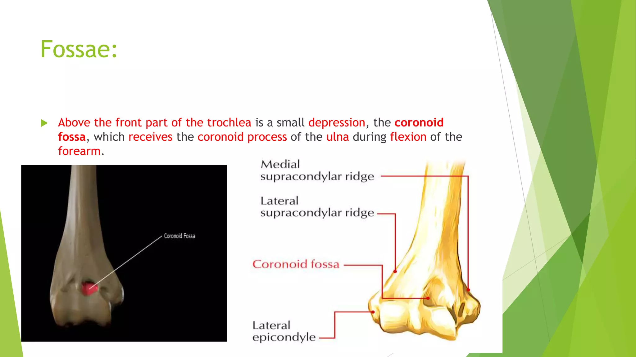 Anatomy of Humerus | PPTX