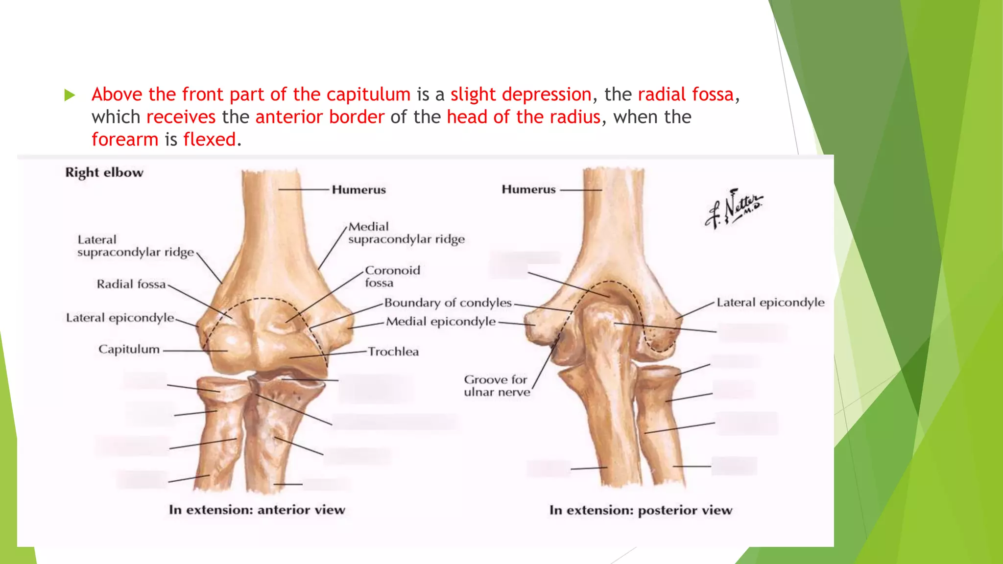 Anatomy of Humerus | PPTX