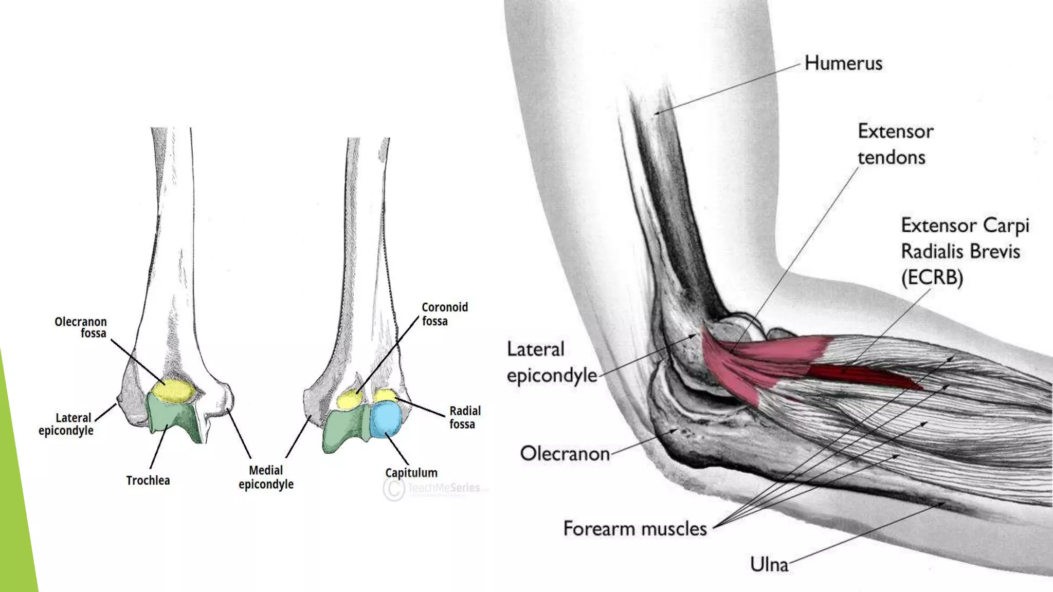 Anatomy of Humerus | PPTX