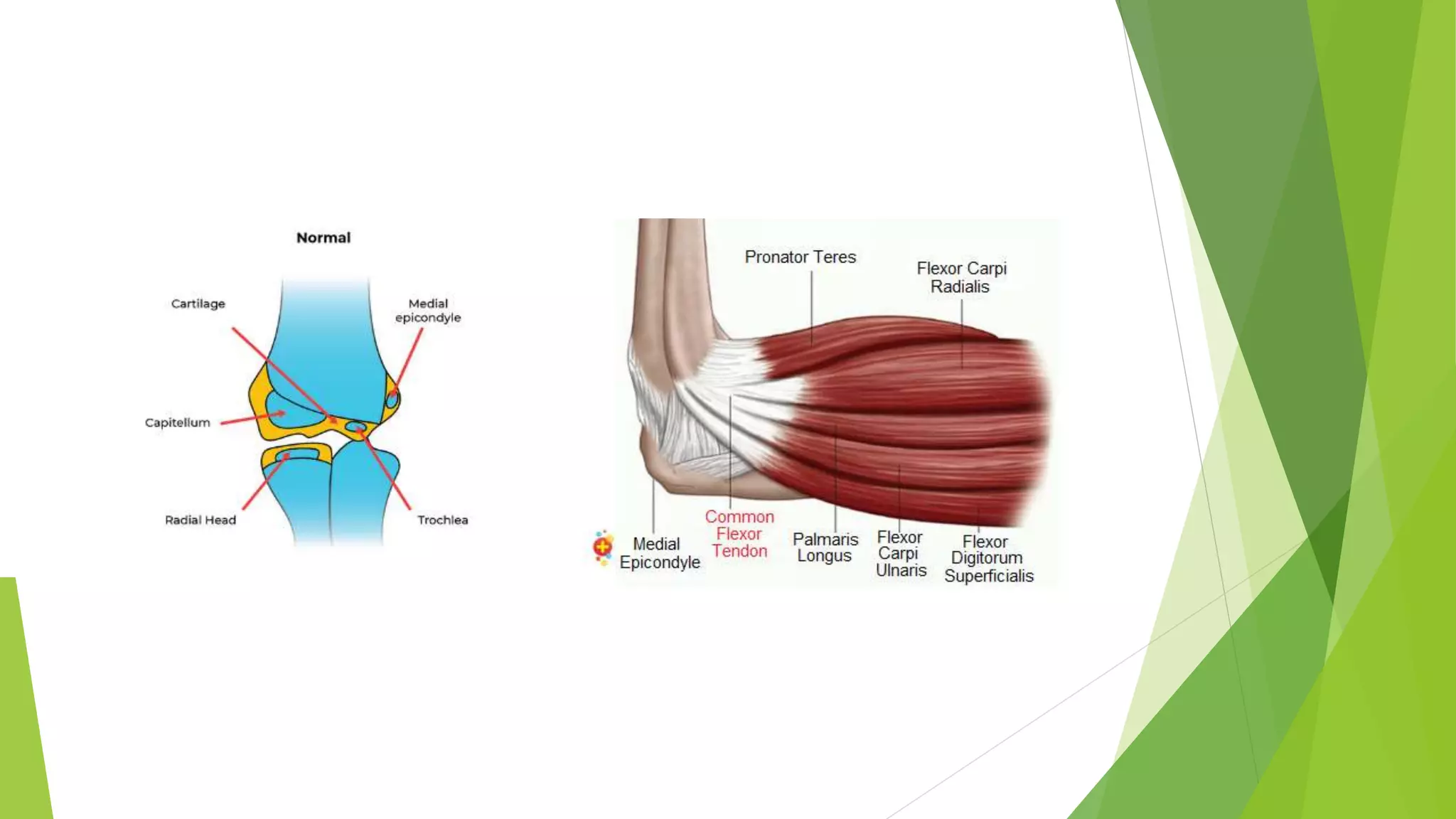 Anatomy of Humerus | PPTX