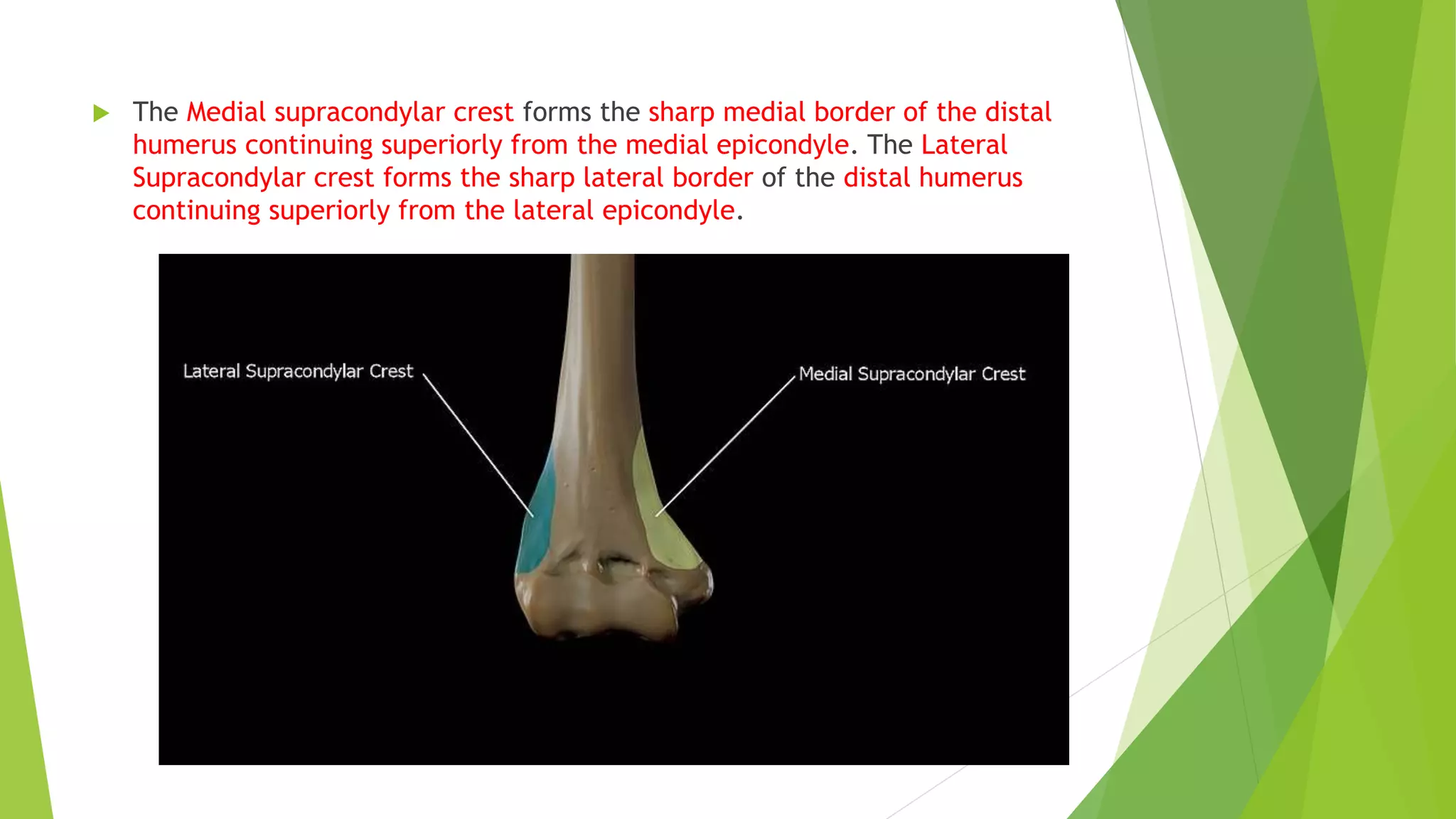 Anatomy of Humerus | PPTX