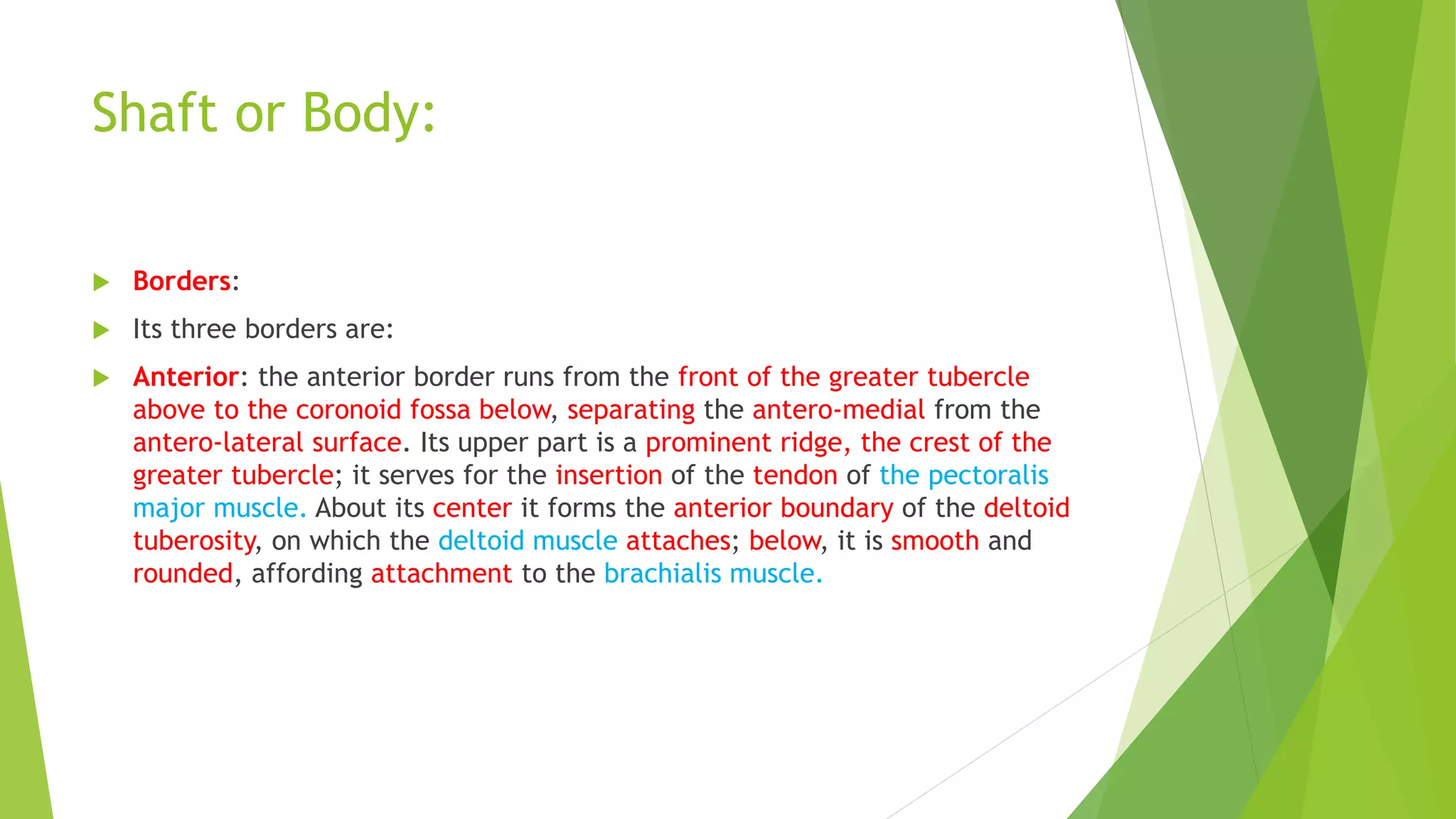 Anatomy of Humerus | PPTX
