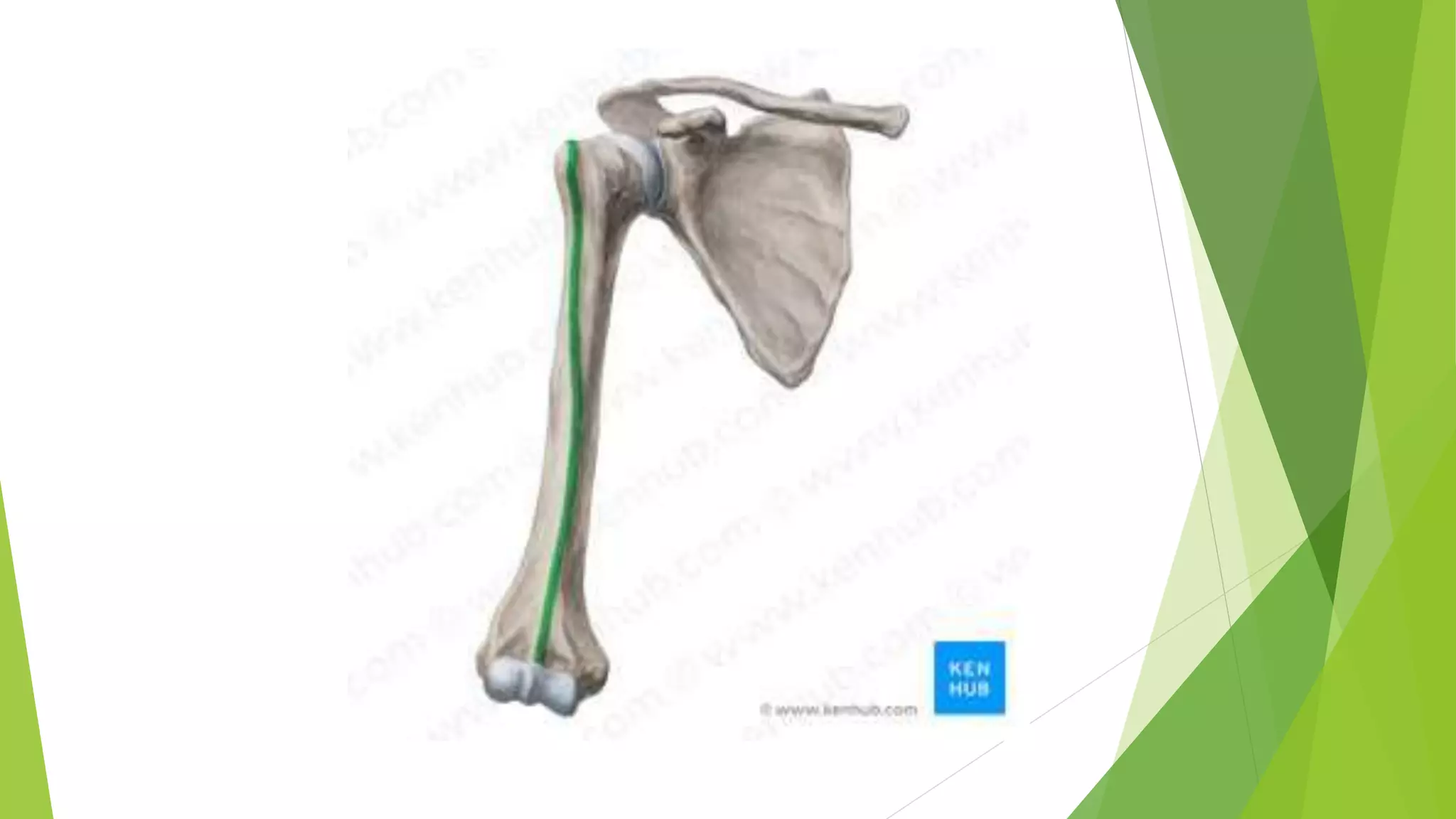 Anatomy of Humerus | PPTX