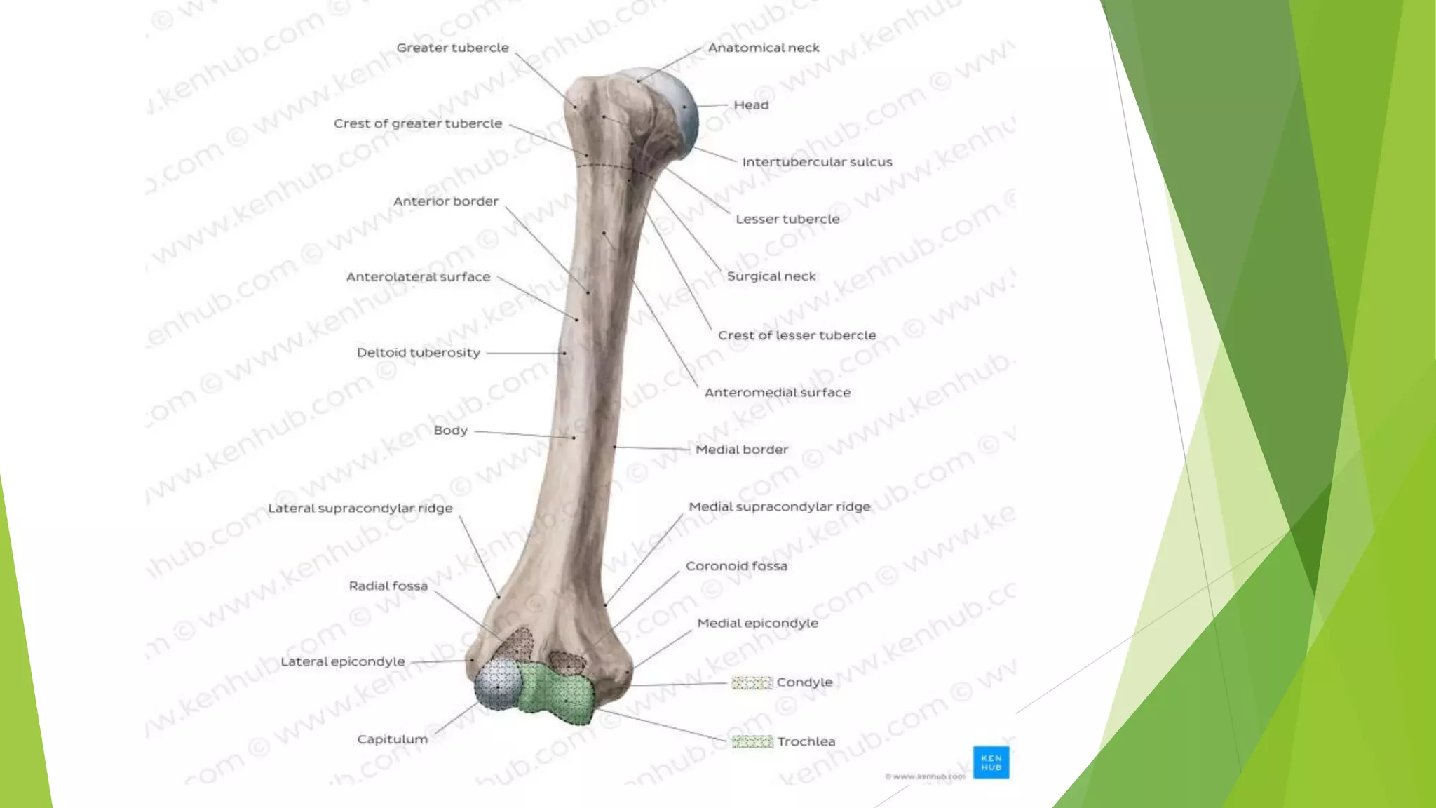 Anatomy of Humerus | PPTX