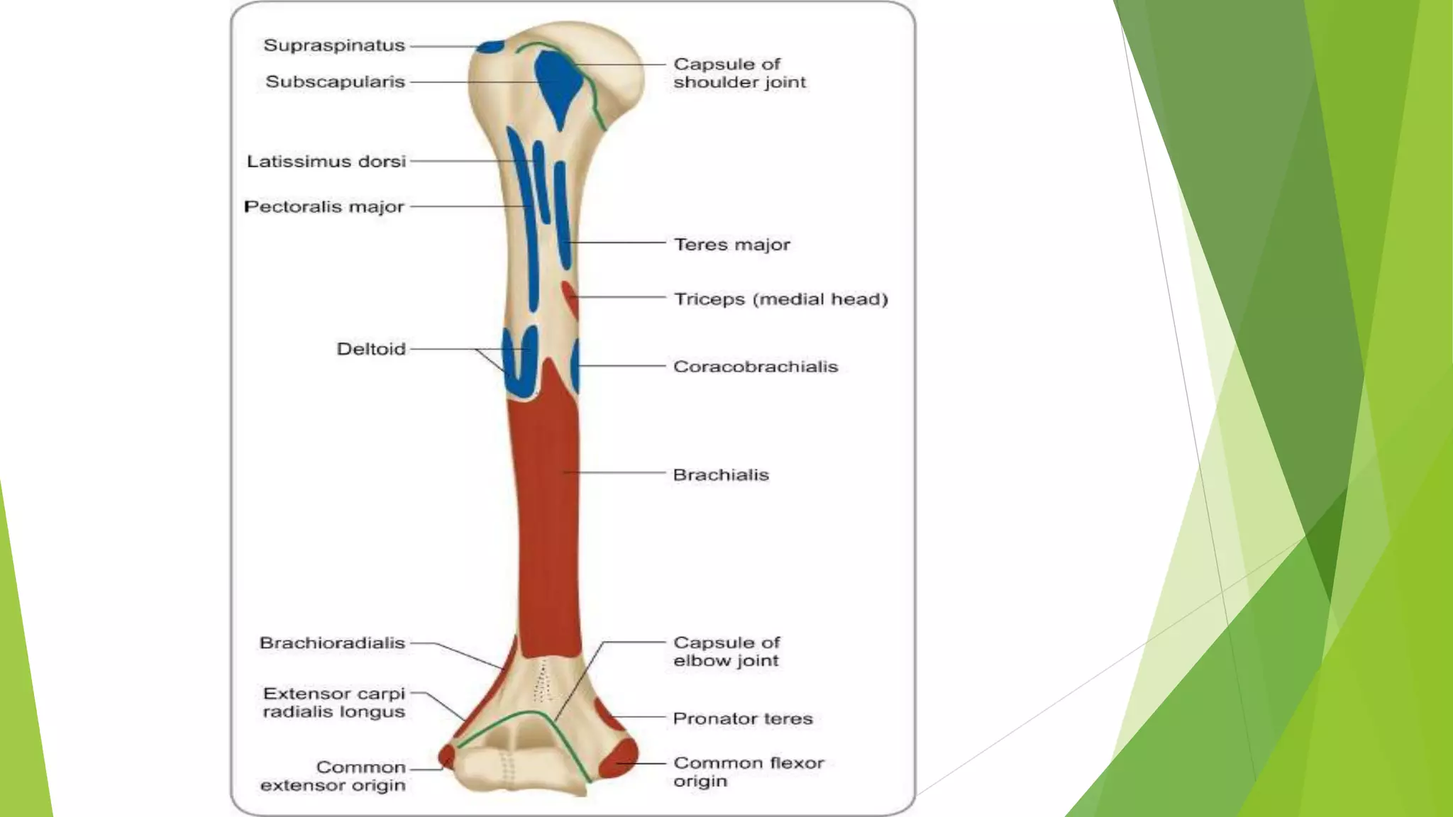 Anatomy of Humerus | PPTX