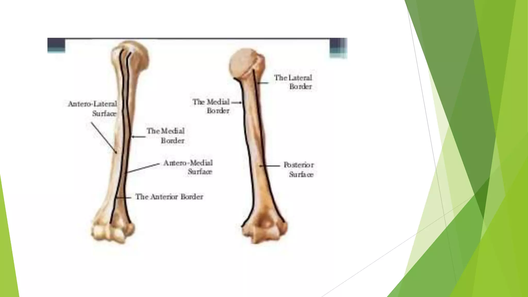 Anatomy of Humerus | PPTX