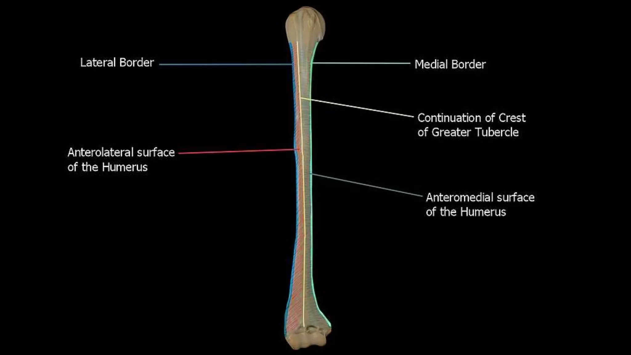 Anatomy of Humerus | PPTX