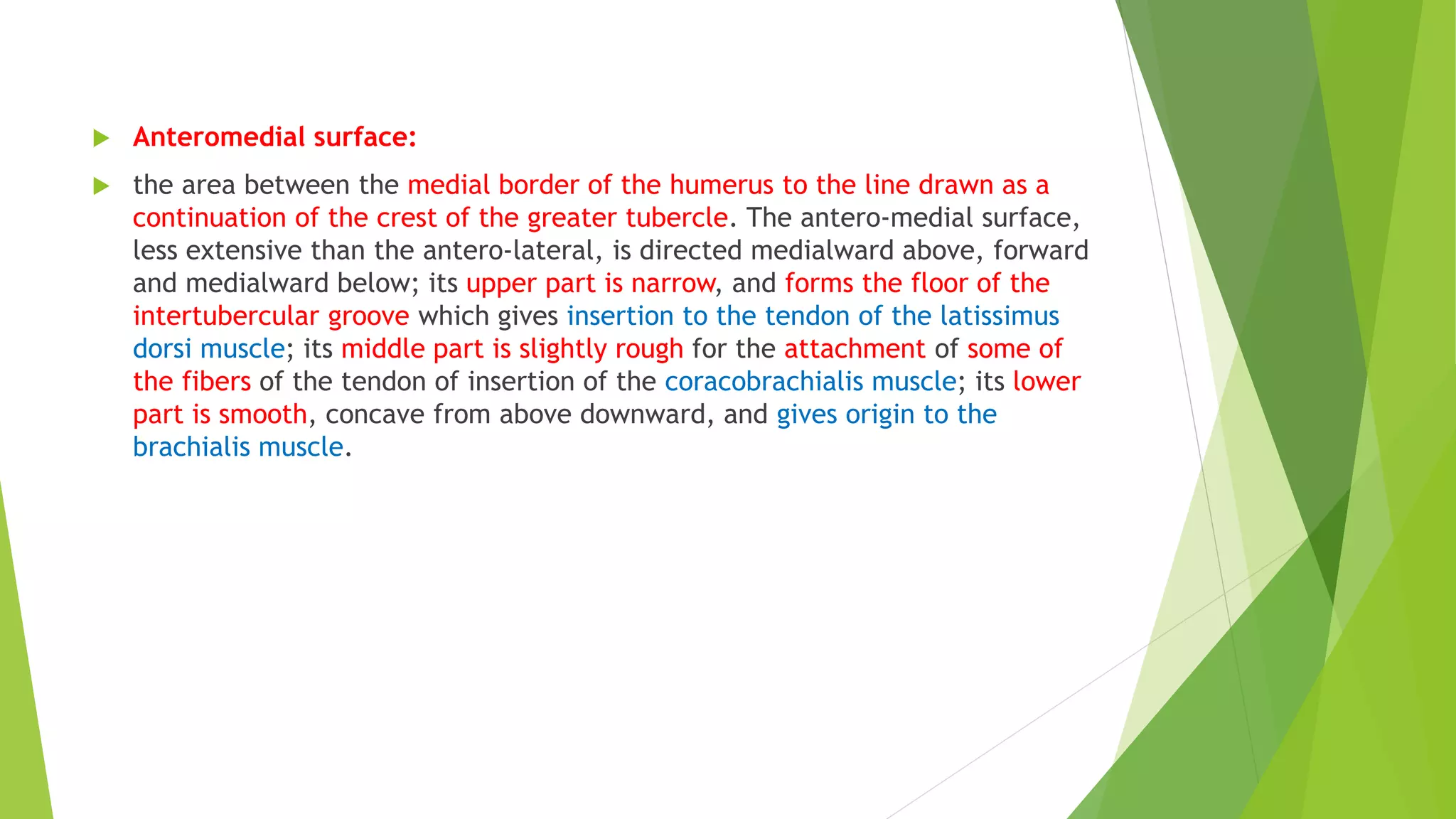 Anatomy of Humerus | PPTX