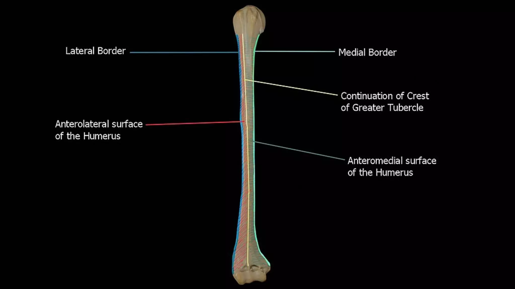 Anatomy of Humerus | PPTX