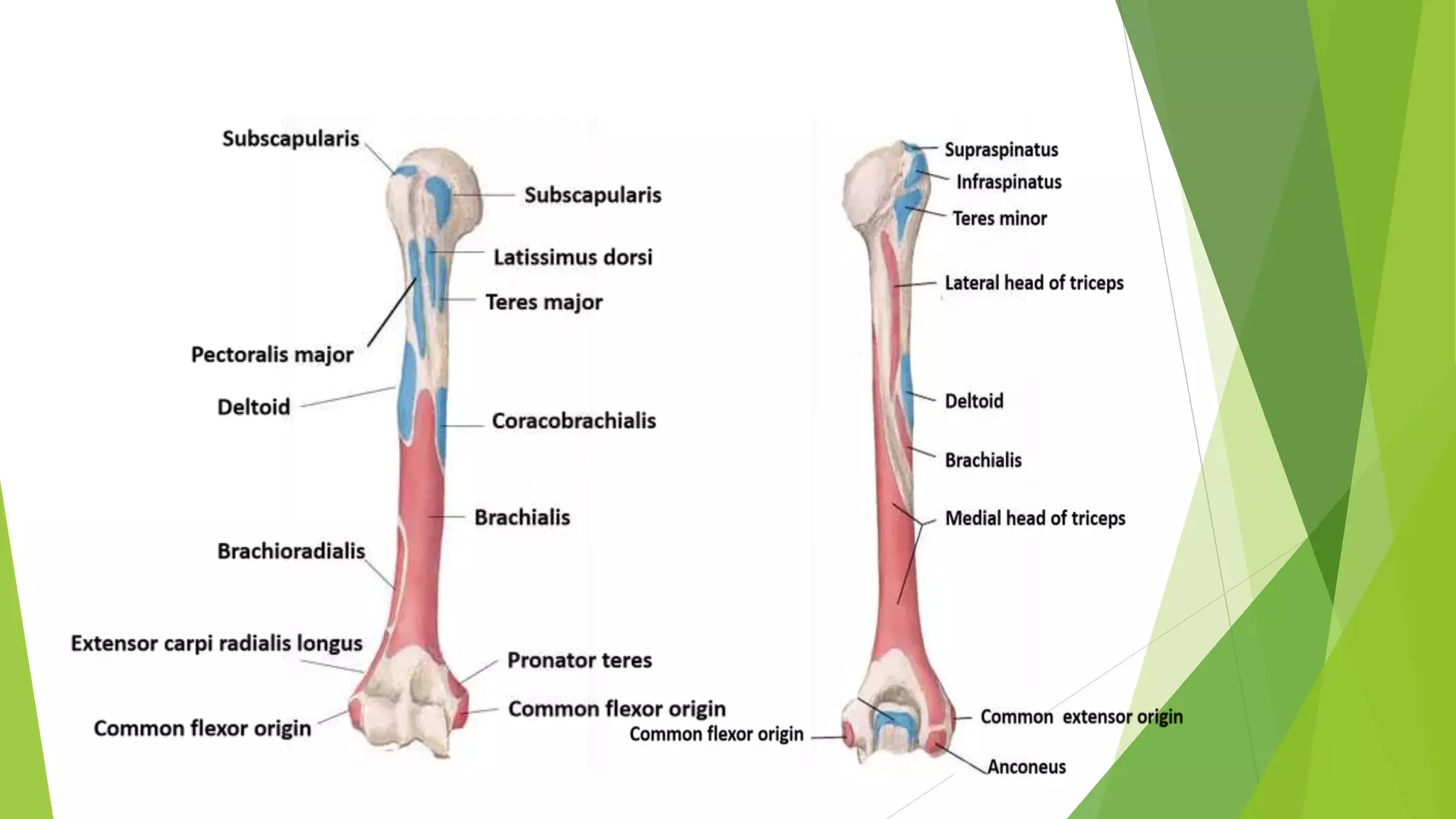 Anatomy of Humerus | PPTX