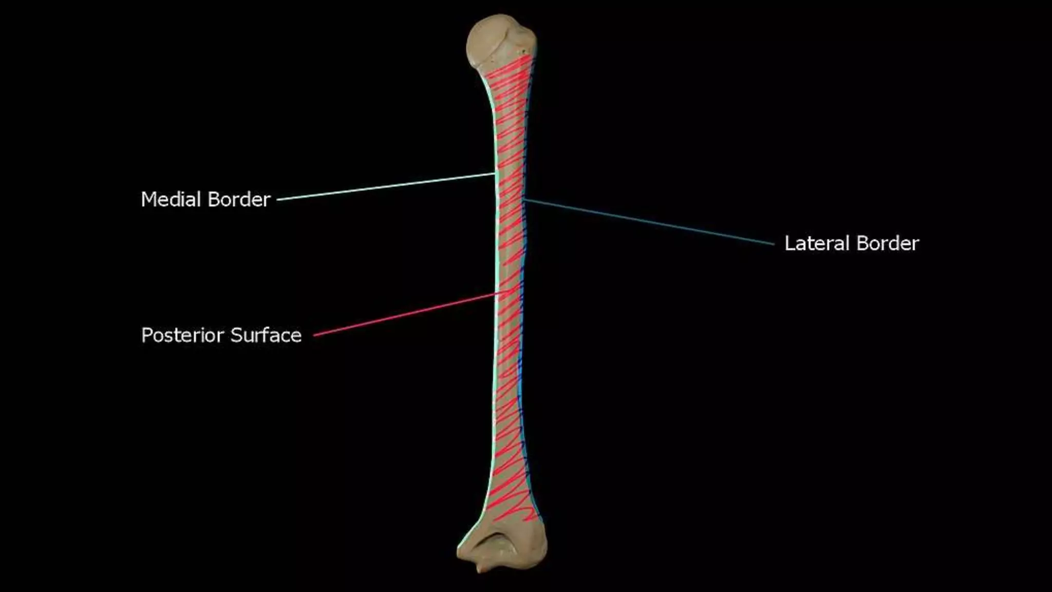 Anatomy of Humerus | PPTX
