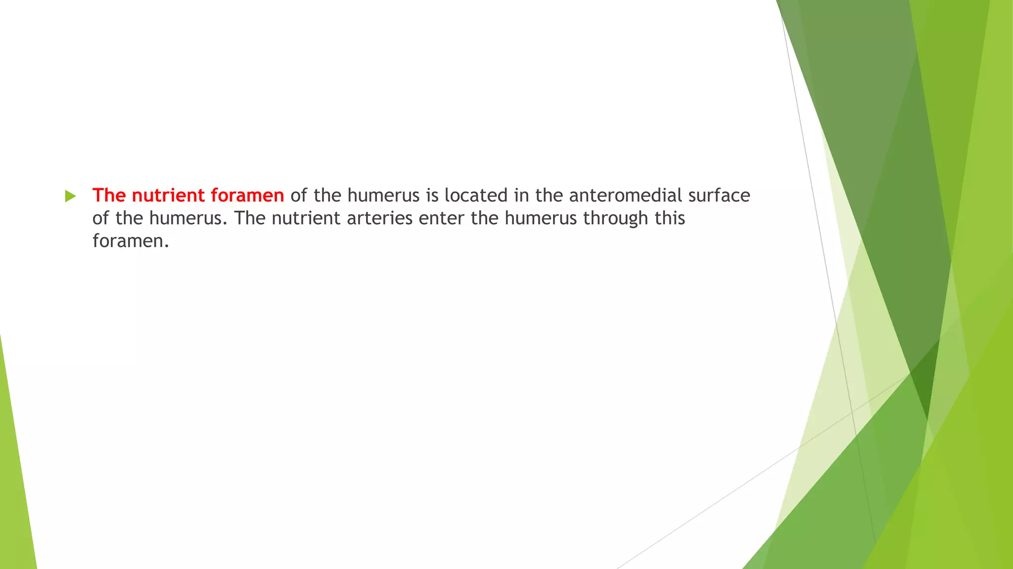Anatomy of Humerus | PPTX