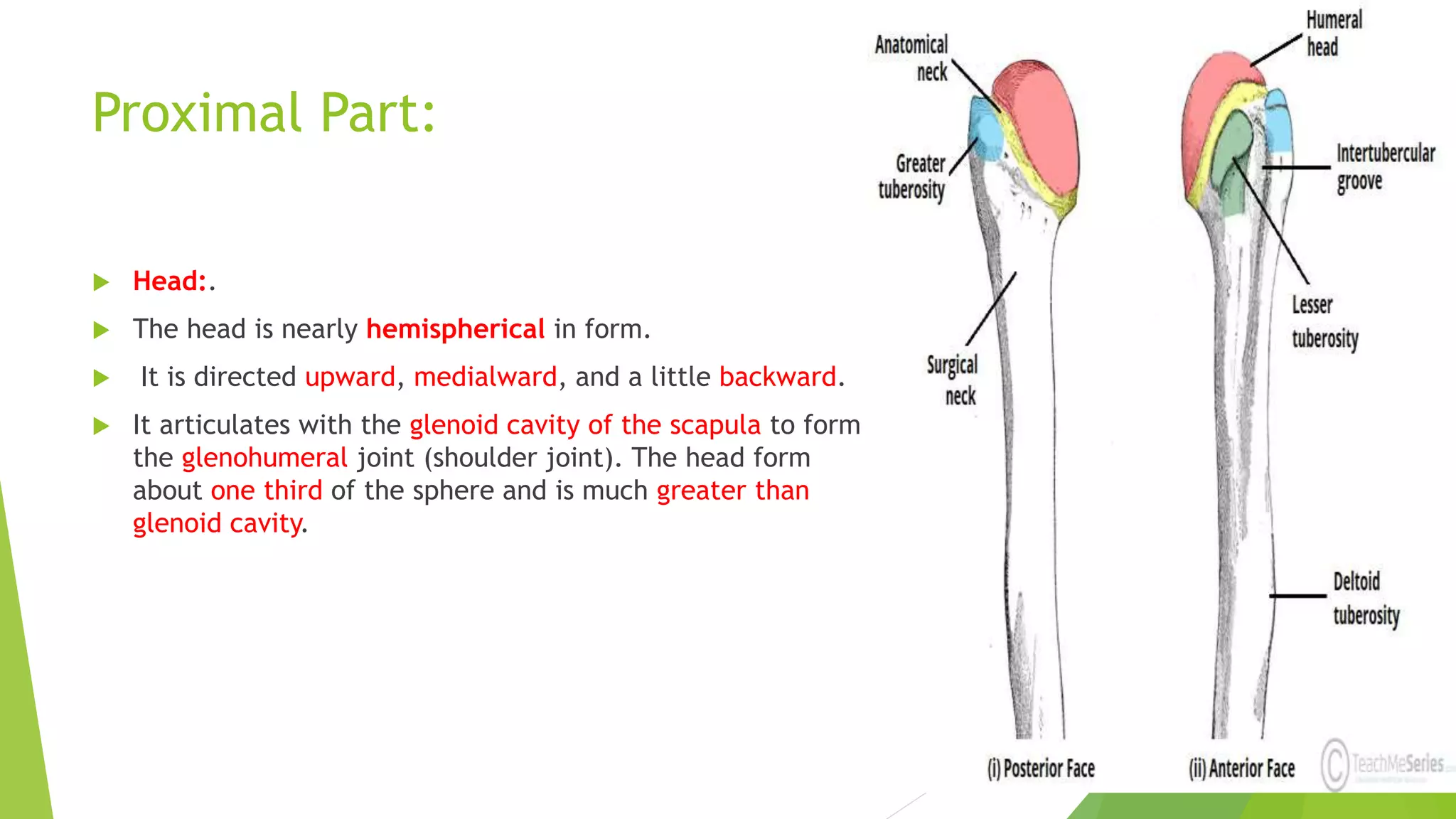 Anatomy of Humerus | PPTX
