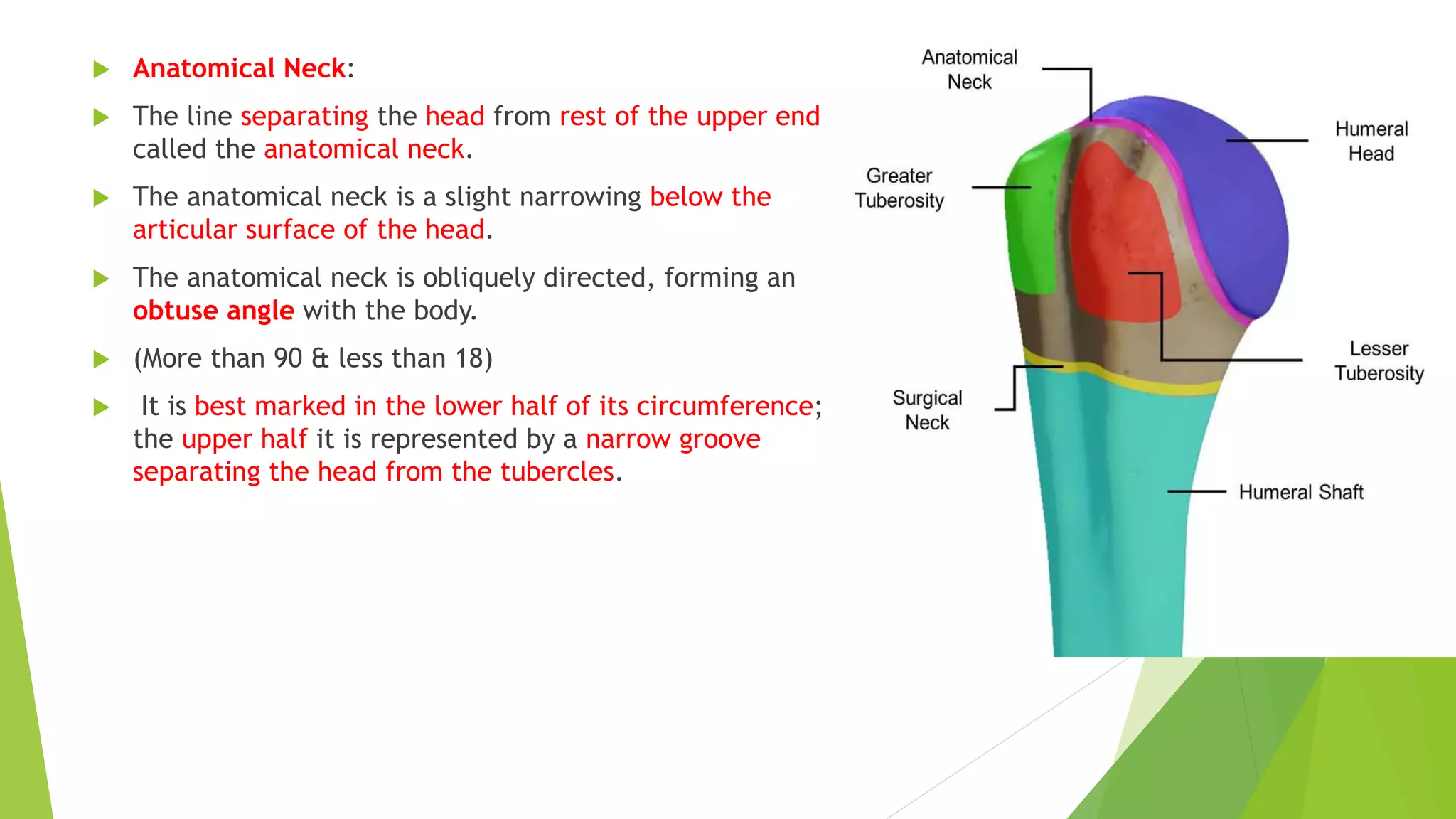 Anatomy of Humerus | PPTX